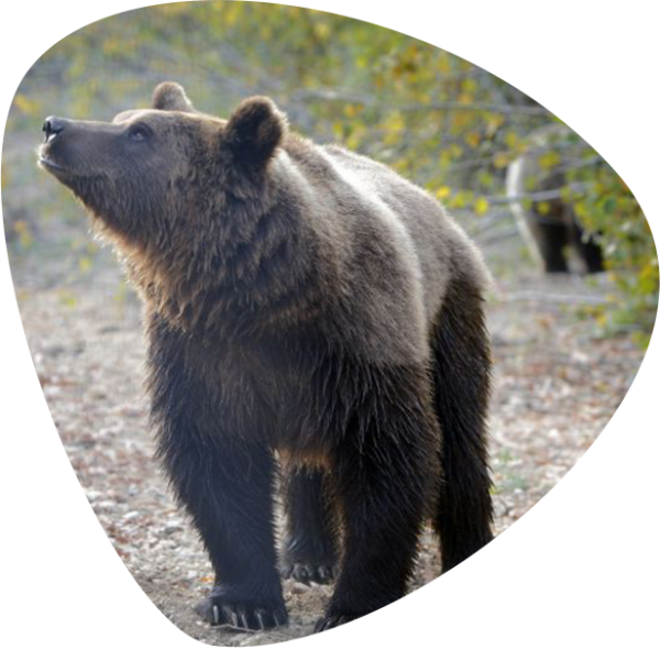 Libearty - Asociația Milioane de Prieteni