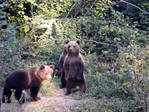 Libearty - Asociația Milioane de Prieteni