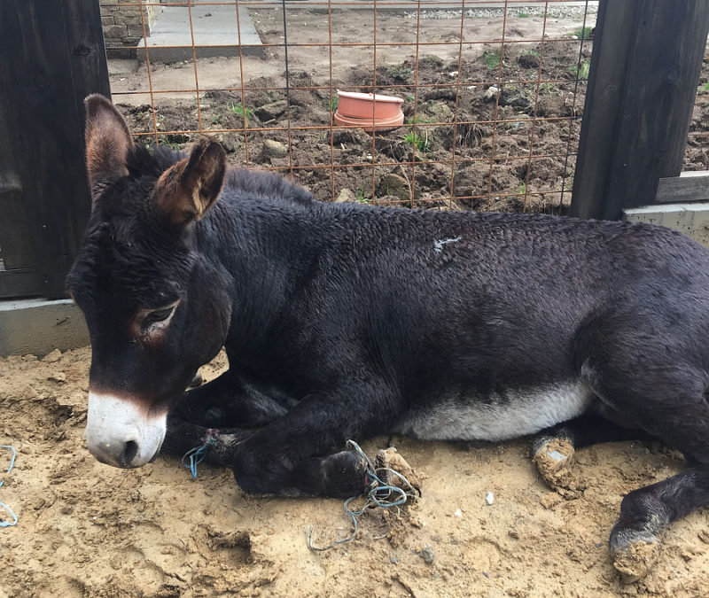 Măgăruș cu tumori multiple, salvat din Poiana Brașov - Asociația ...