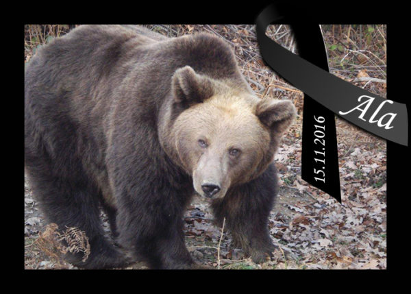 Adopt a bear - Asociația Milioane de Prieteni