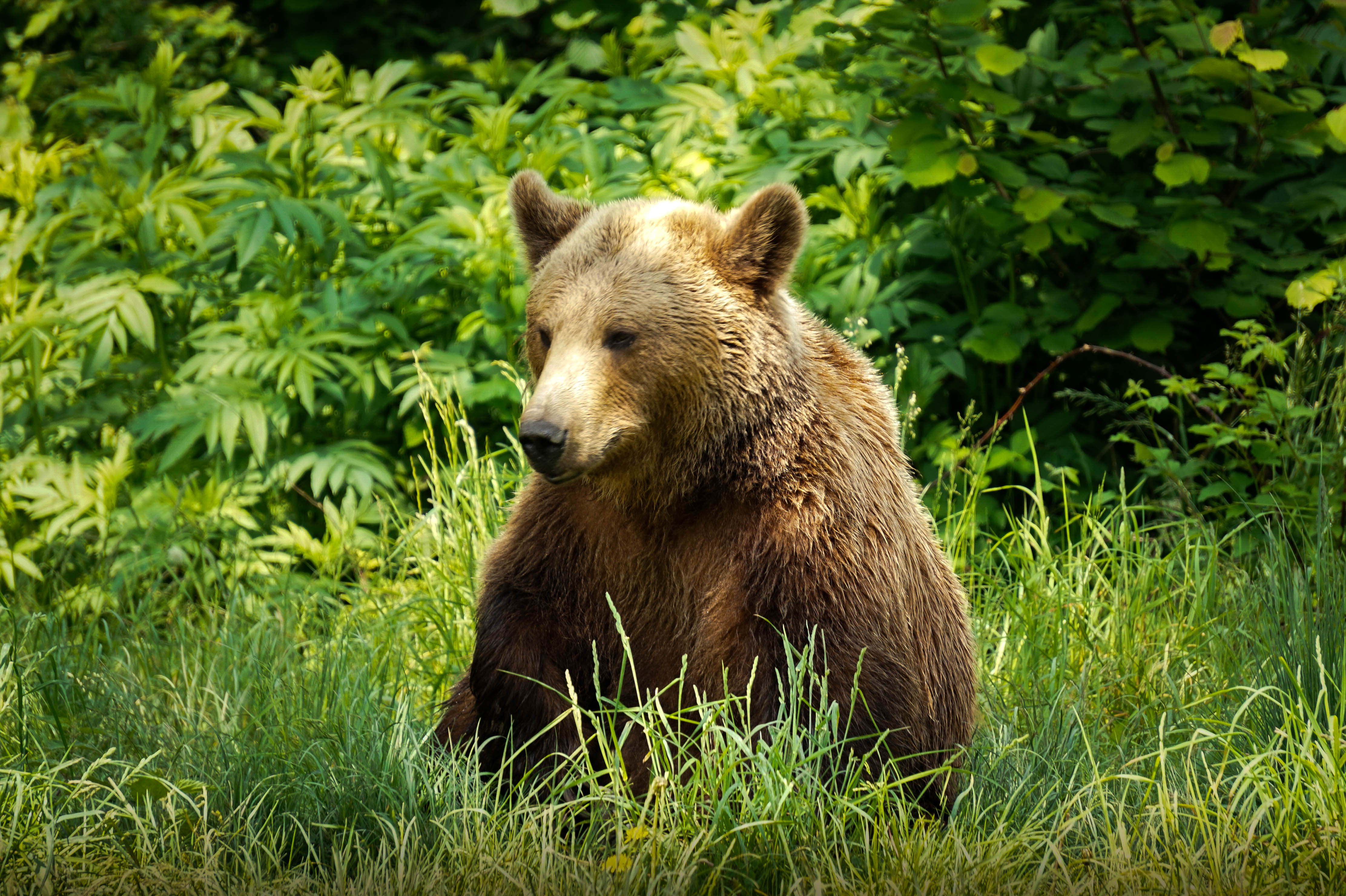 Cocolina - Asociația Milioane de Prieteni