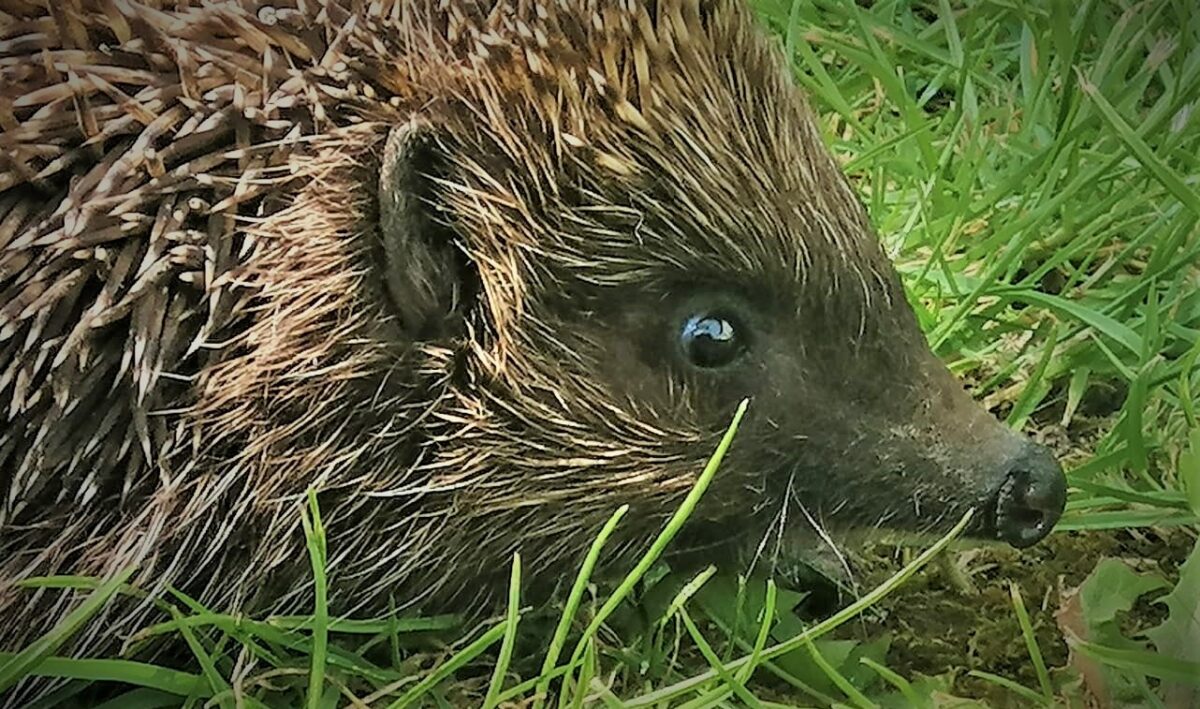 Aricii nu sunt animale de companie! - Asociația Milioane de Prieteni