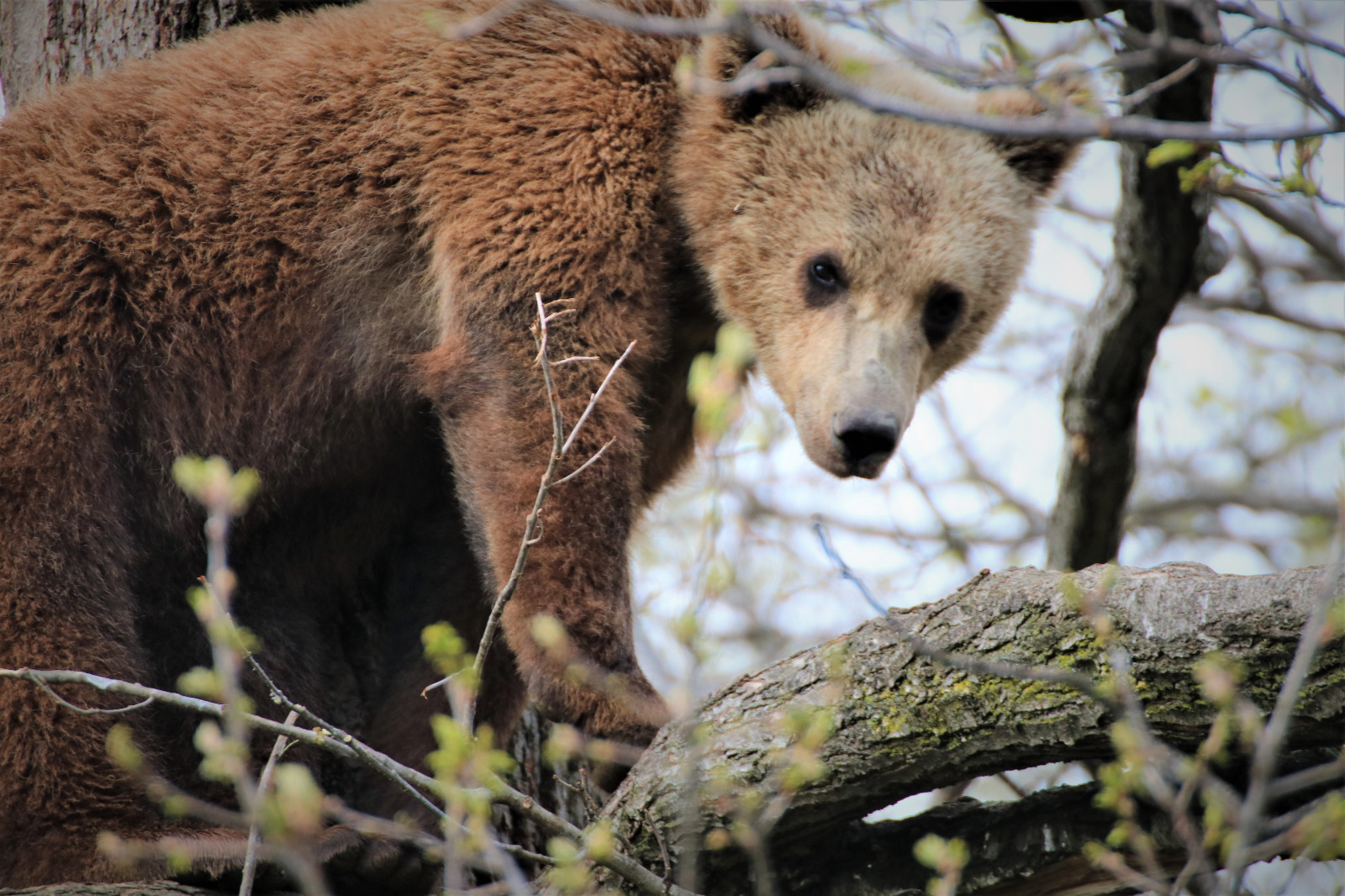 Speranța - Asociația Milioane de Prieteni